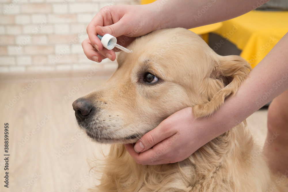 I drop eye drops in the dog's eyes he has conjunctivitis Stock Photo ...