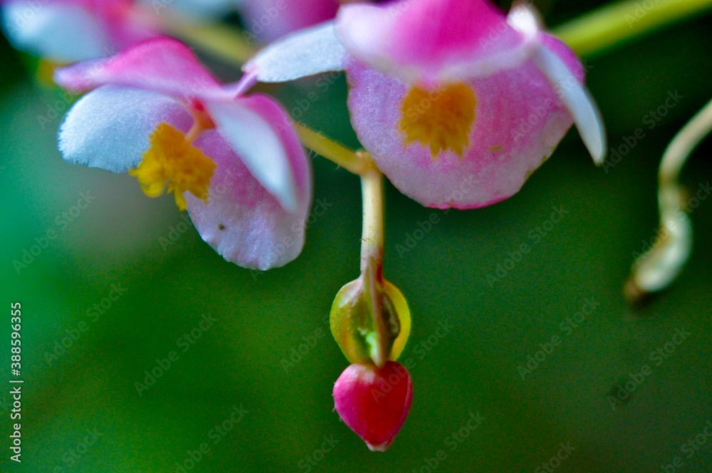 Flora y Fauna de la Sierra Nevada de Santa Marta, Colombia Stock Photo ...