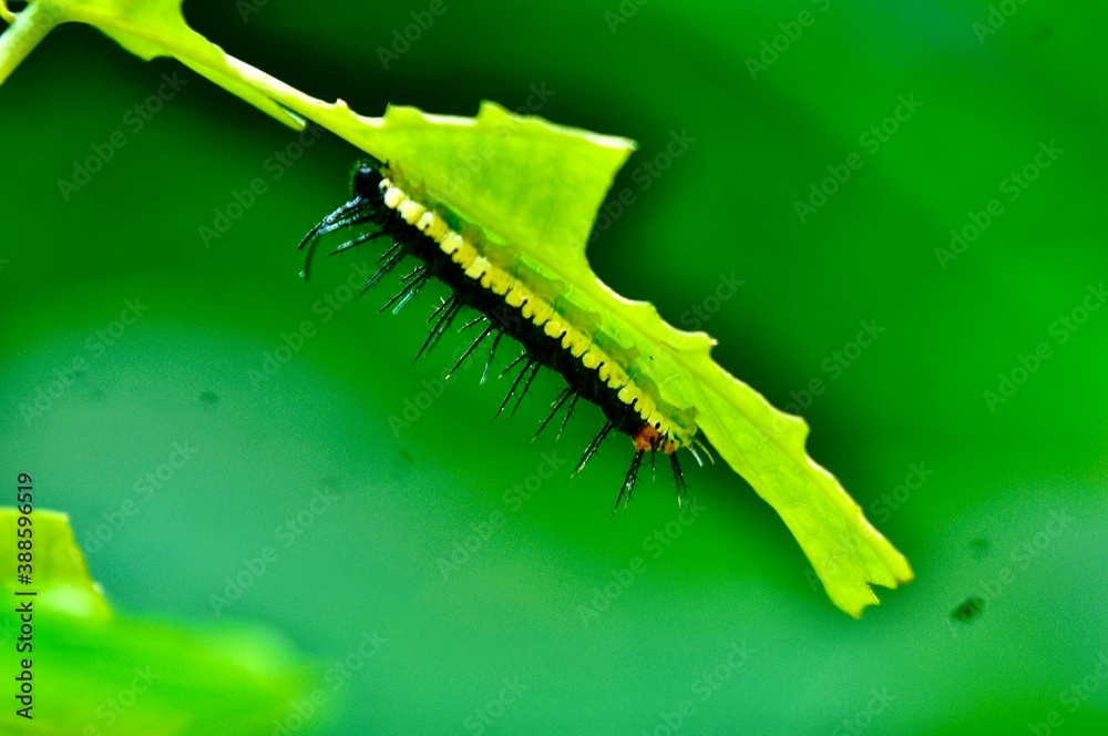 Foto de Stock Flora y Fauna de la Sierra Nevada de Santa Marta ...