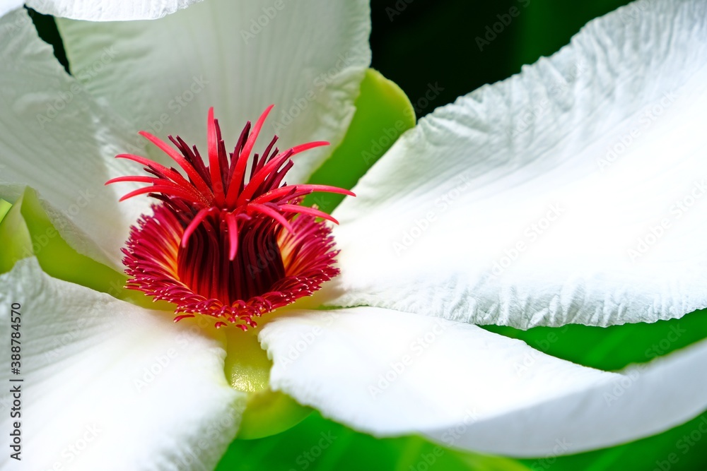 Stock-Foto „Beautiful blooming Philippines Simpoh (Dillenia ...