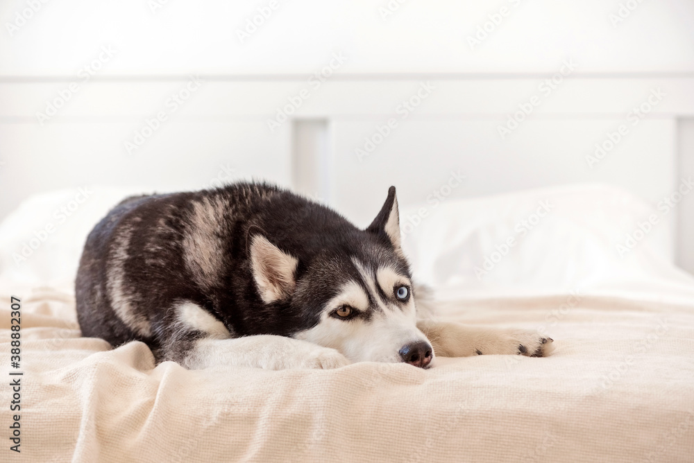 sad husky