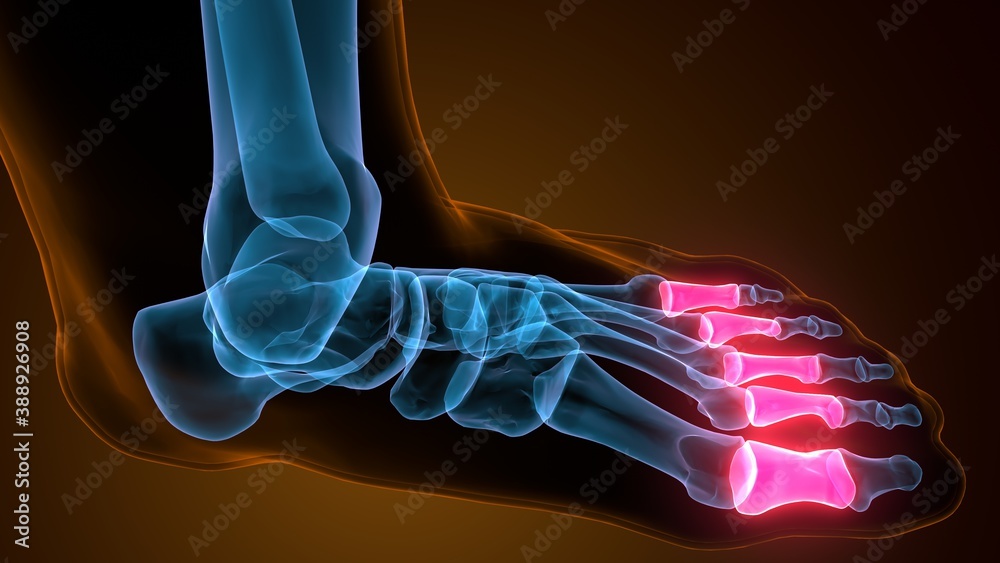 3d illustration of the skeleton proximal phalanx bone anatomy Stock ...