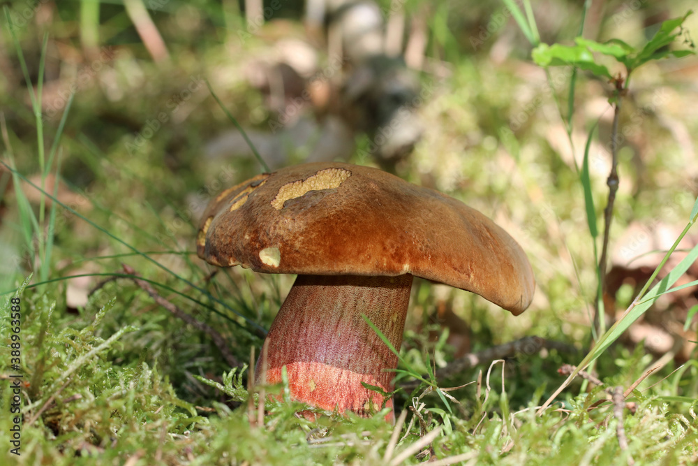 Foto de Stock Neoboletus luridiformis (Neoboletus erythropus, Boletus ...