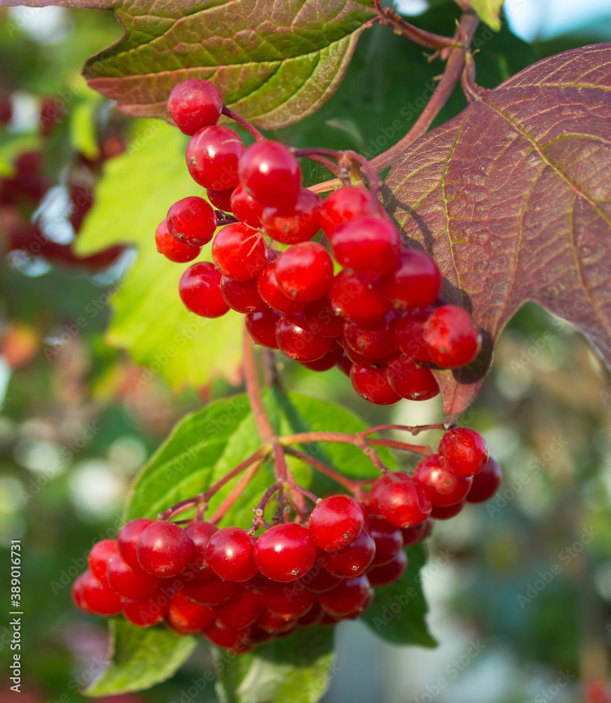Viburnum (viburnum opulus) berries and leaves outdoor in autumn fall ...