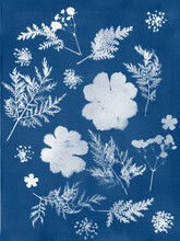 Cyanotype Free Stock Photo - Public Domain Pictures