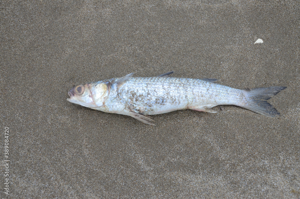 Body of death fish on the beach near sea. Water pollution concept ...