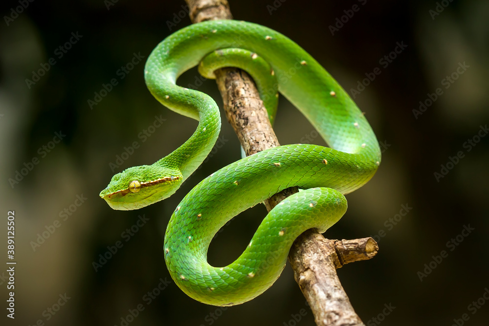 Tropidolaemus subannulatus aka Viper Borneo Snake on Wildlife Stock ...