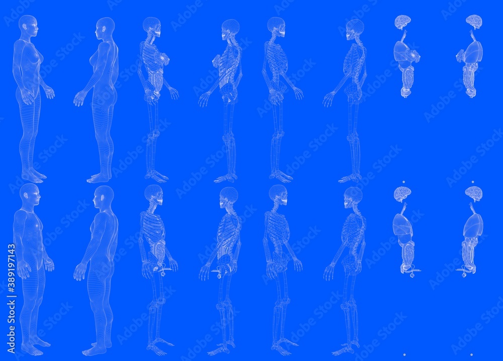 Set of 16 x-ray wireframe renders of male and female body with skeleton ...