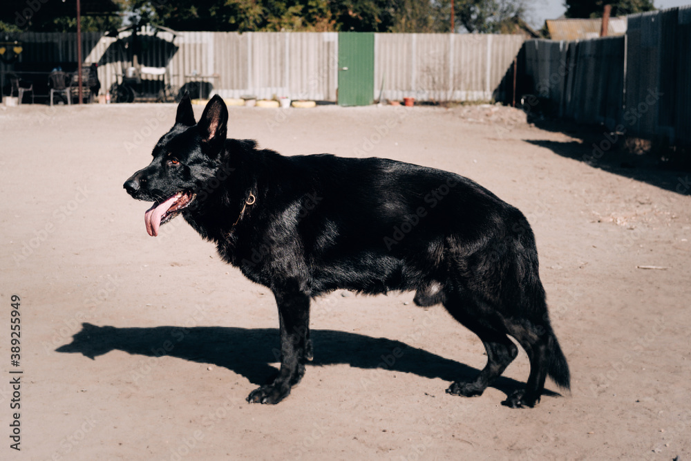 Charming big thoroughbred black dog with shiny iridescent shaggy hair ...