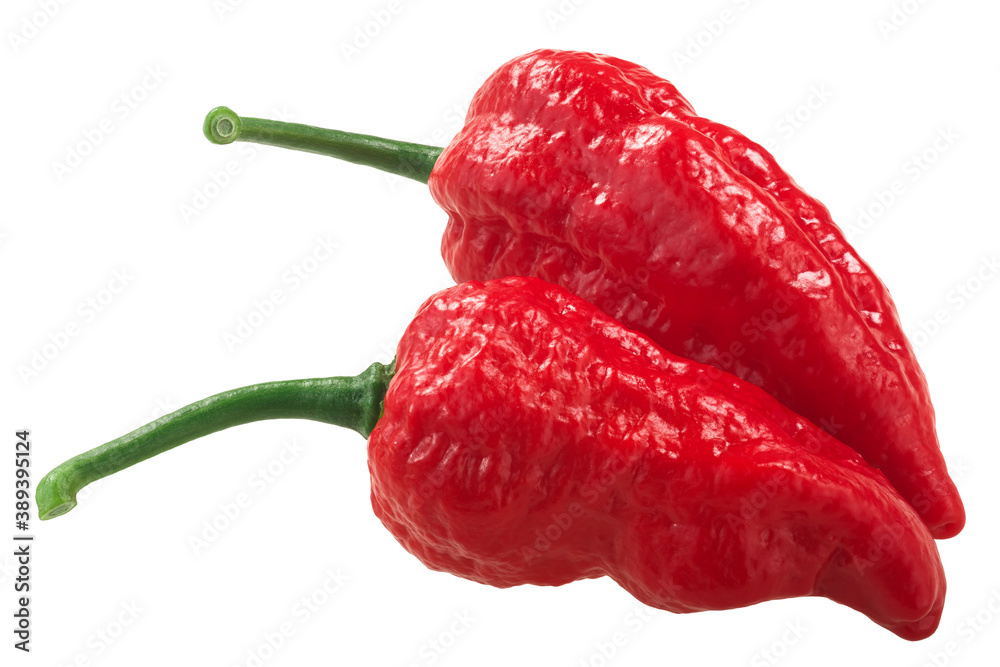 Bhut Jolokia ghost chili peppers (Capsicum frutescens x Capsicum ...