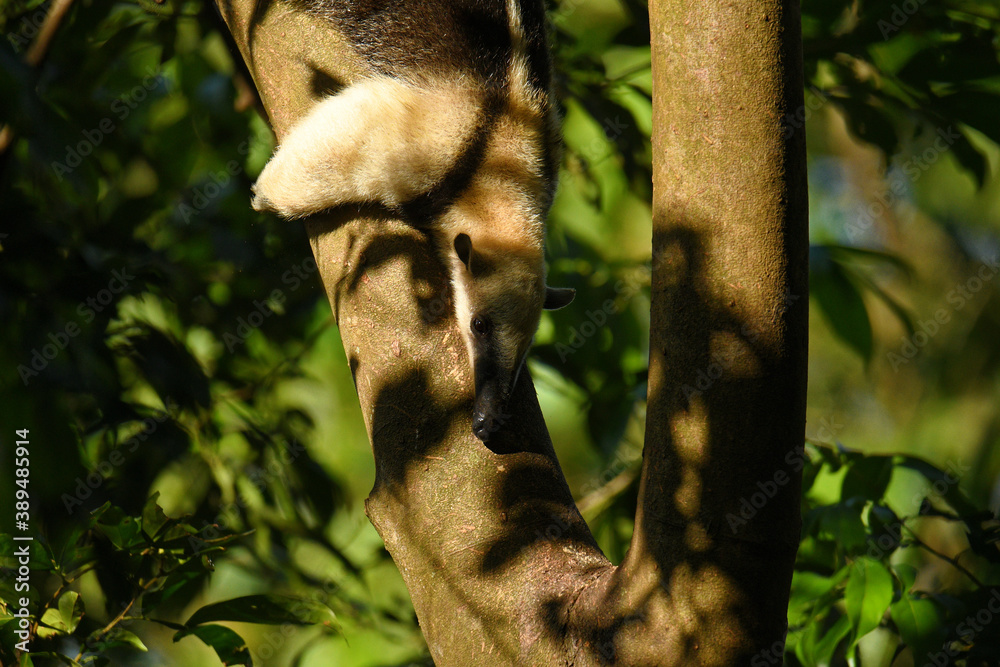 Northern Tamandua - Tamandua mexicana species of anteater, tropical and ...