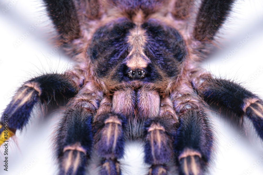 It is one of the most beautiful and outstanding species in the world of ...