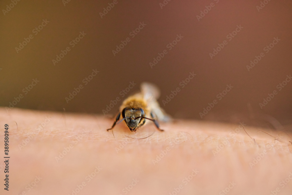 macro photo of the bee climbing on a human skin, bee clutched at the ...