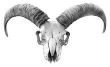 Steampunk Ram Skull Free Stock Photo - Public Domain Pictures