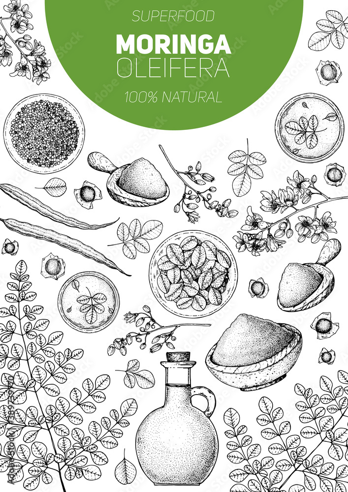 Moringa hand drawn sketch. Organic healthy food. Moringa leaves, plant ...