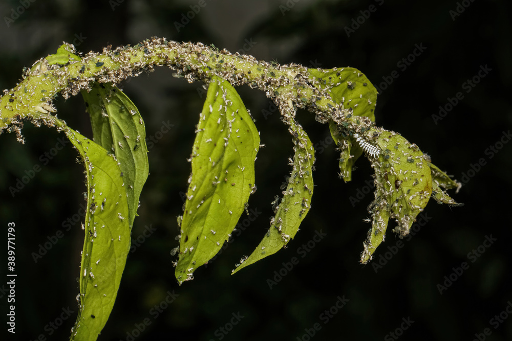 Leaf affected by aphids, The tree withered due to aphids, Aphids were ...