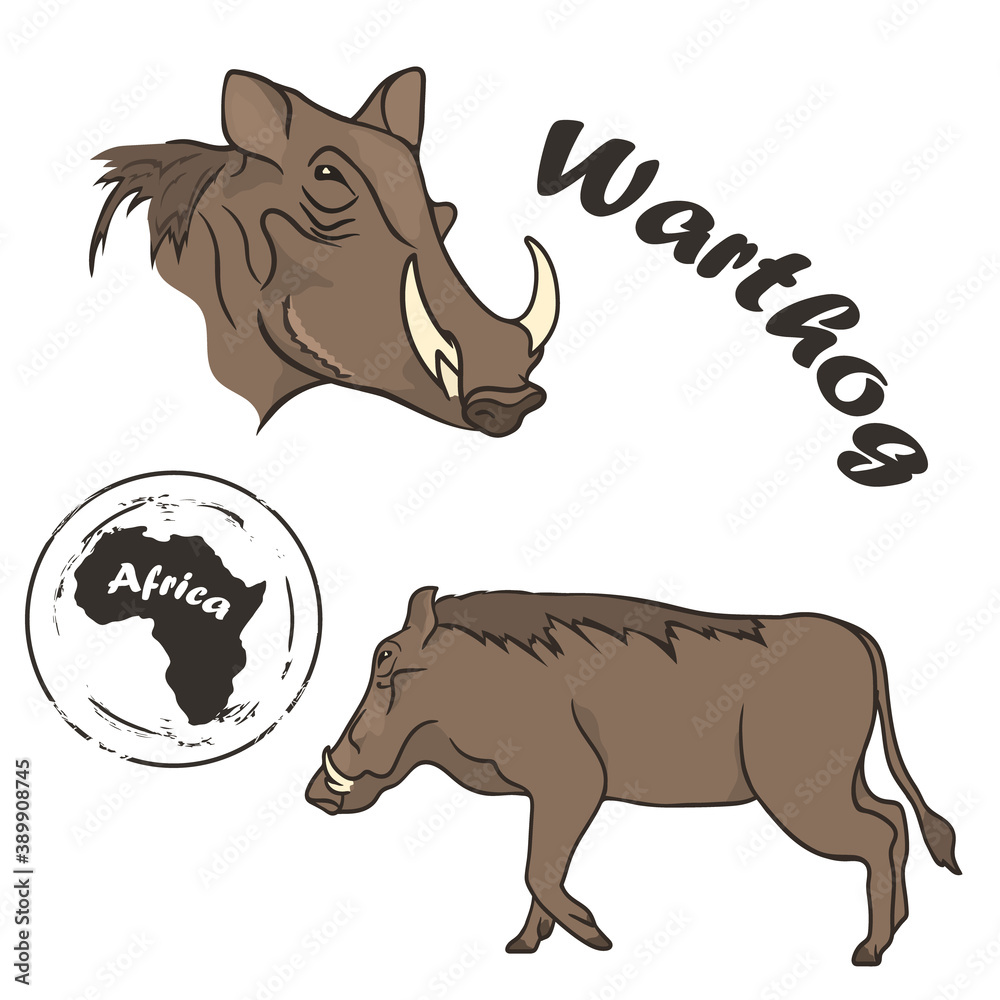 Warthog vector image isolated on white background. African wild pig ...