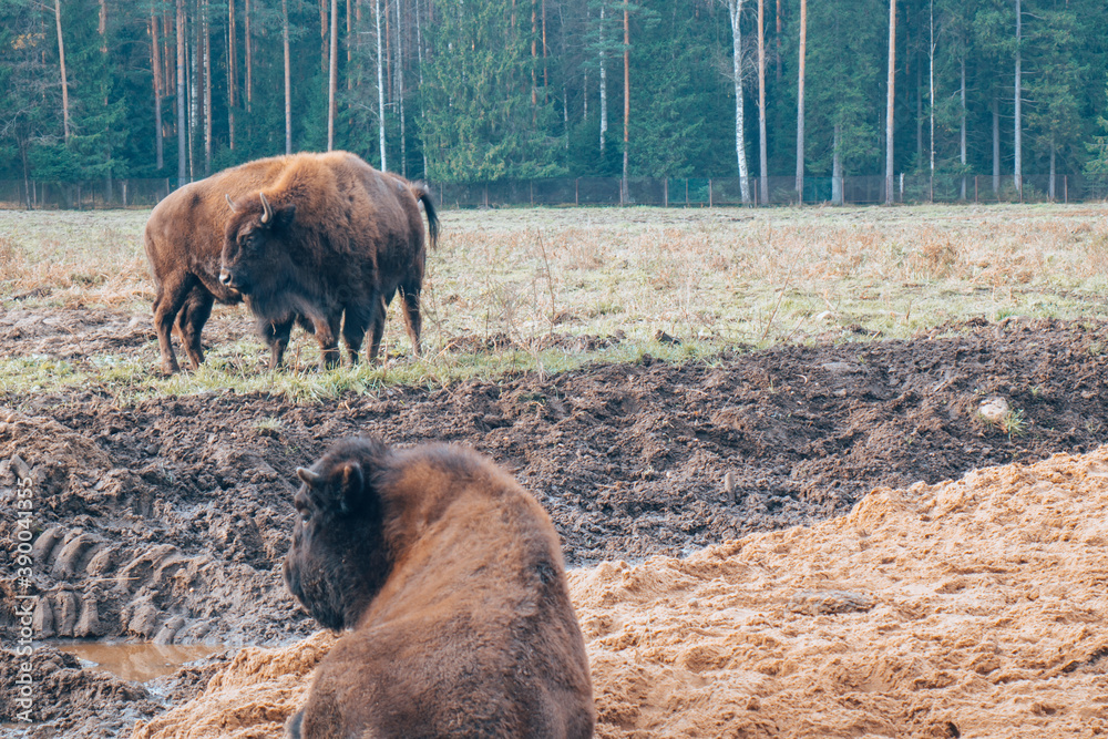 Family of herbivorous bison in their habitat. Stock Photo | Adobe Stock