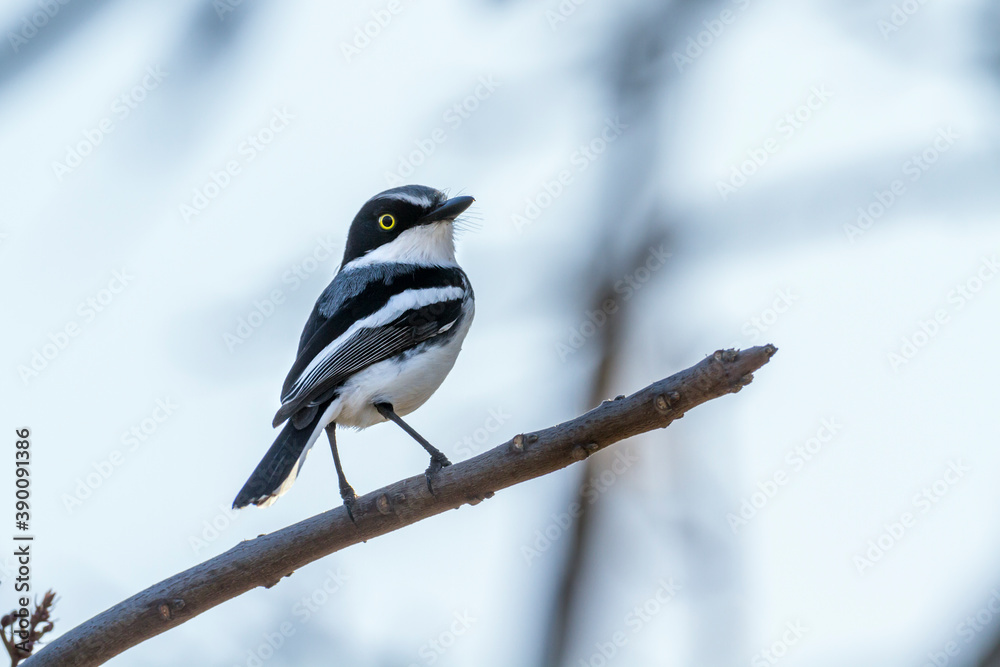 Chinspot Batis isolated in white background in Kruger National park ...