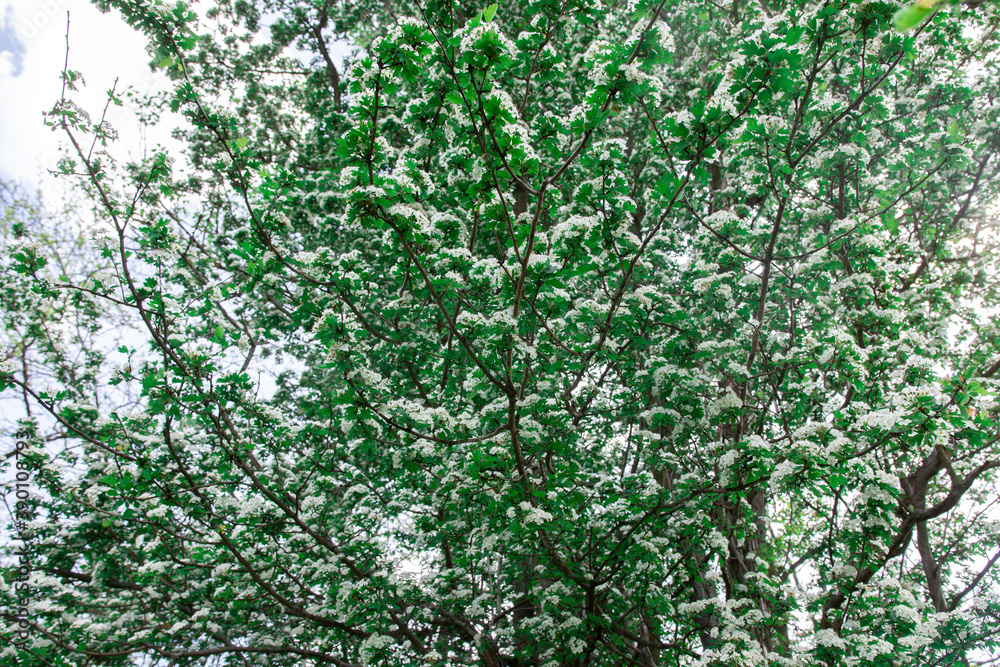 Common hawthorn branch with tiny white flowers in the spring with a ...