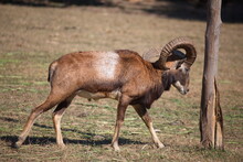 Transcaspian Urial Free Stock Photo - Public Domain Pictures