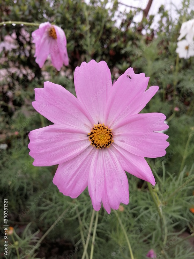 Cosmos is a genus, with the same common name of cosmos, consisting of ...