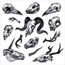 Halloween Deer Skull Background Free Stock Photo - Public Domain Pictures