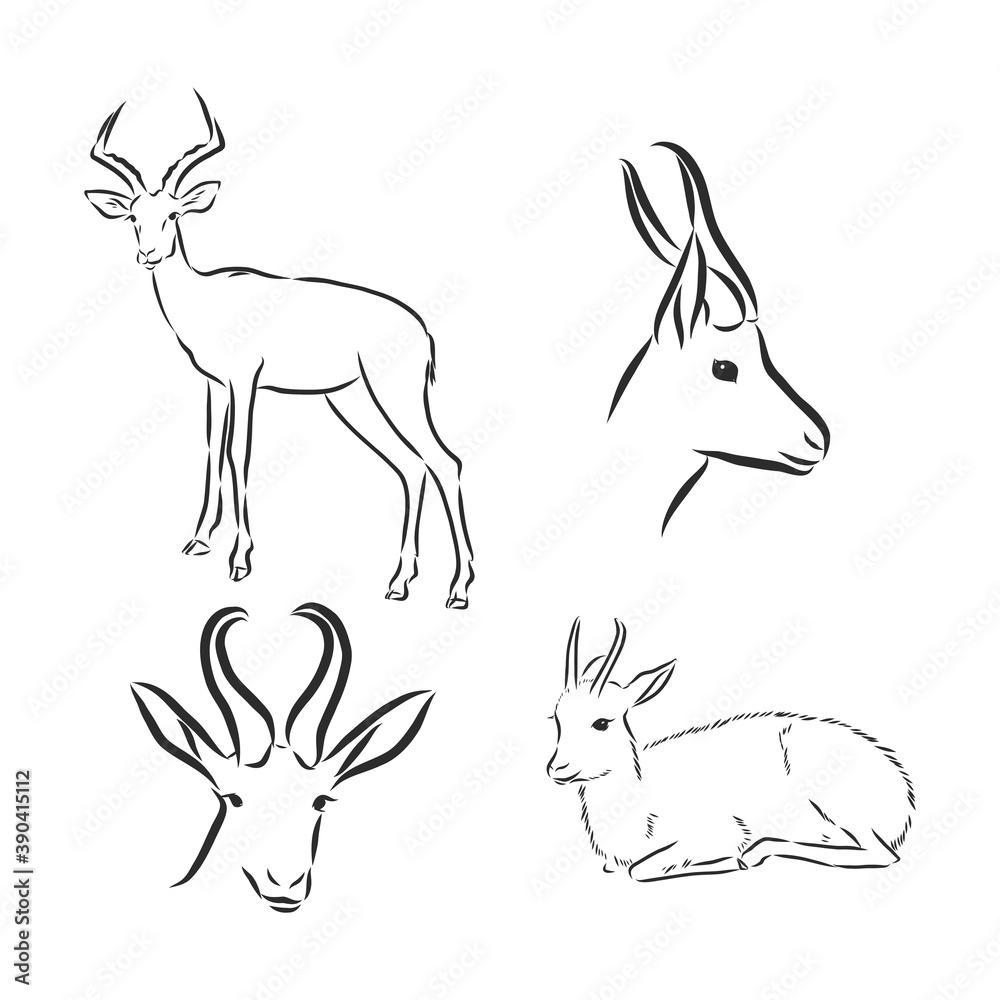 antelope sketch vector graphics black and white drawing. antelope ...
