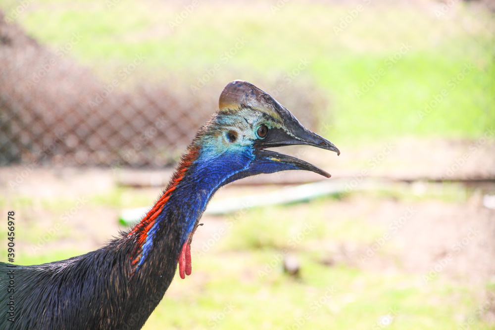 Stock-Foto „Southern cassowary,double-wattled cassowary, also known as ...