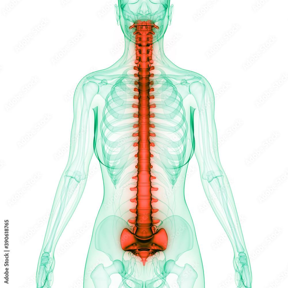 Spinal Cord Vertebral Column of Human Skeleton System Anatomy Stock ...