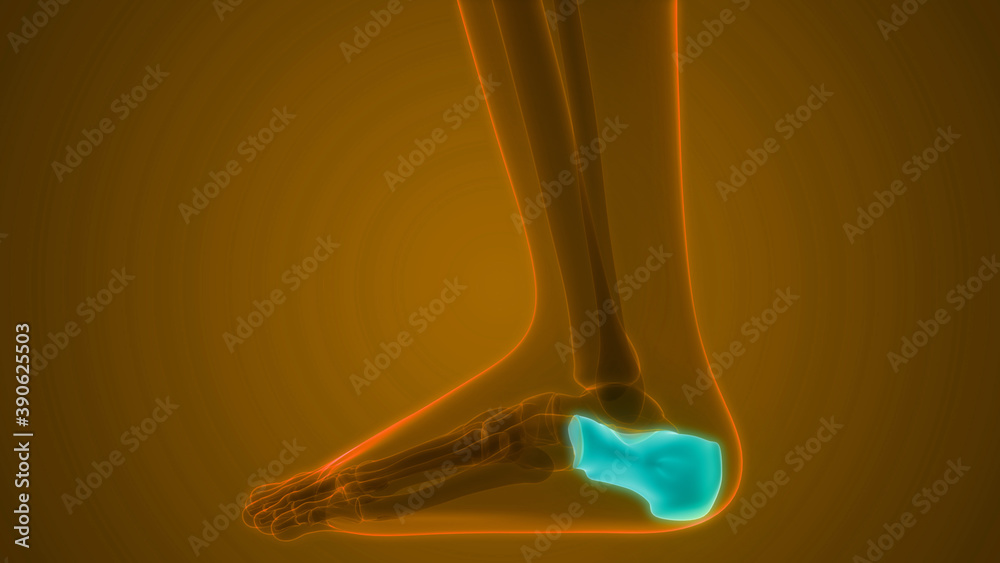 Human Skeleton System Calcaneus Bone Joints Anatomy Stock Illustration ...