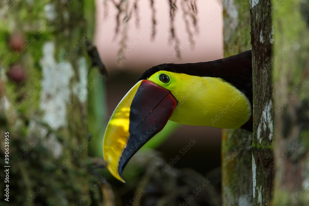 Chestnut-mandibled toucan or Swainson’s toucan, Ramphastos ambiguus ...