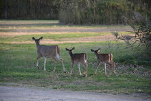Two Young Buck Deer Playing 3 Free Stock Photo - Public Domain Pictures