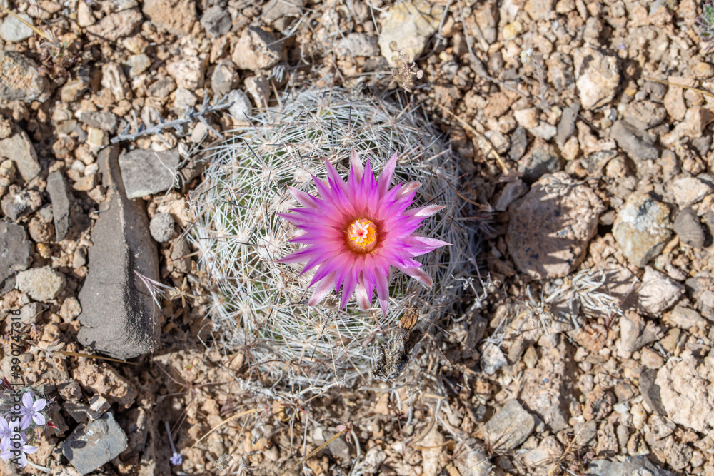 Vivaporous foxtail cactus (Escobaria vivipara) with pink flower also ...