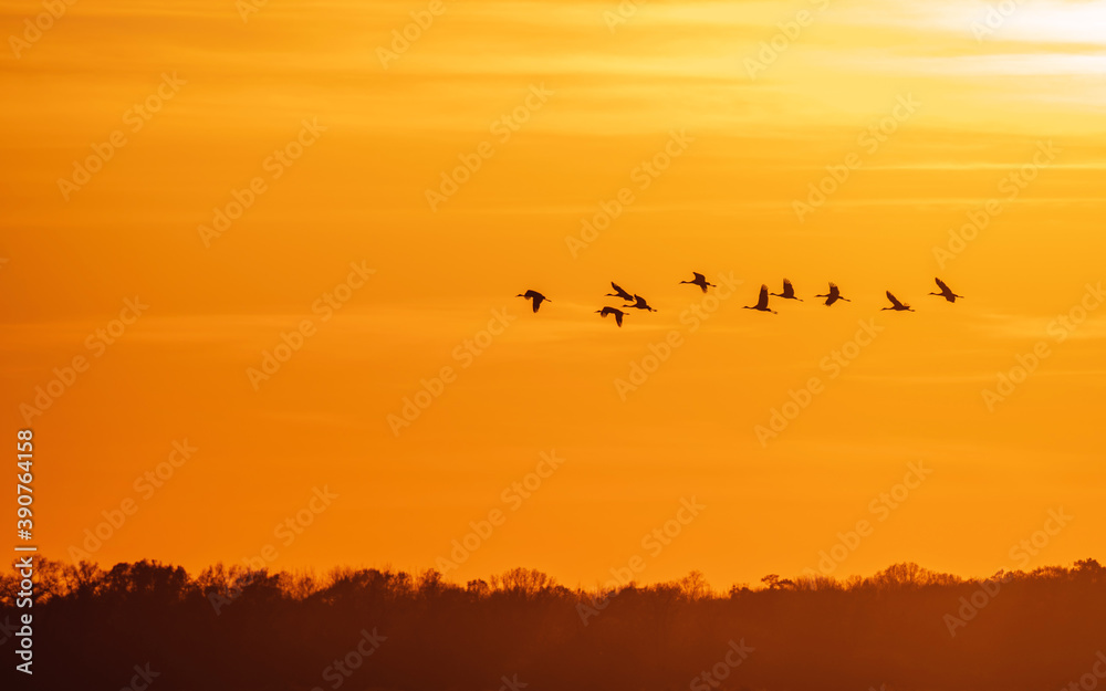 birds flying into sunset sky Stock Photo | Adobe Stock