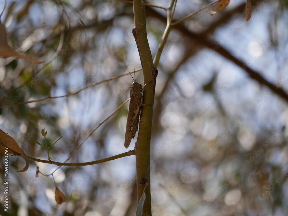 Macrophotograph of a large grey migratory locust Locusta migratoria on ...