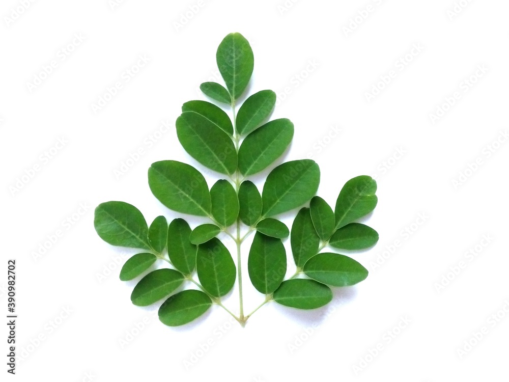 Moringa leaves and flowers (Moringa oleifera) Moringa powder capsules ...
