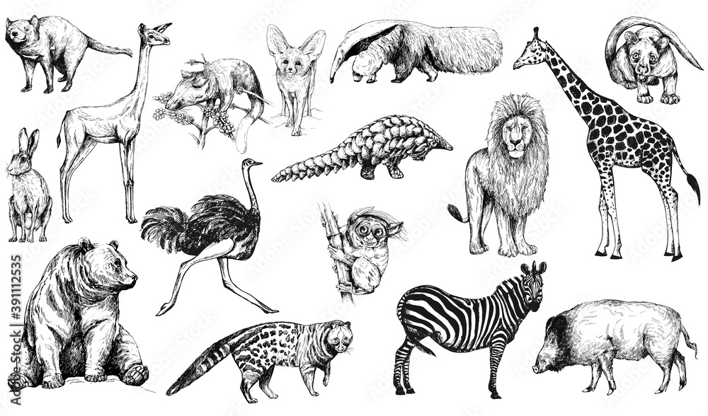 Big set of hand drawn sketch style animals isolated on white background ...