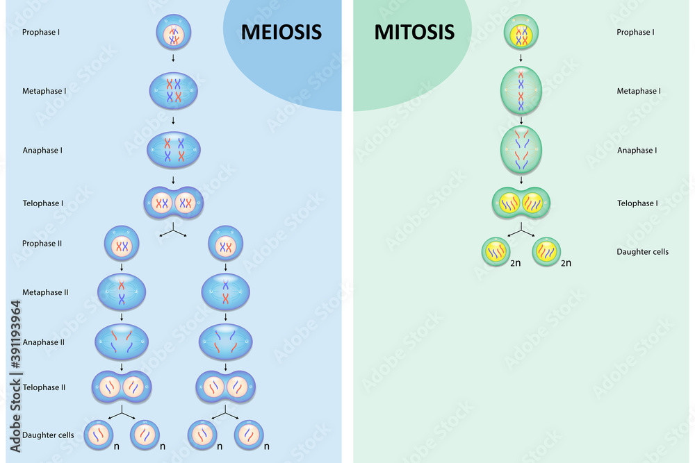 Diagram comparison of Meiosis and Mitosis, Process cell division Stock ...