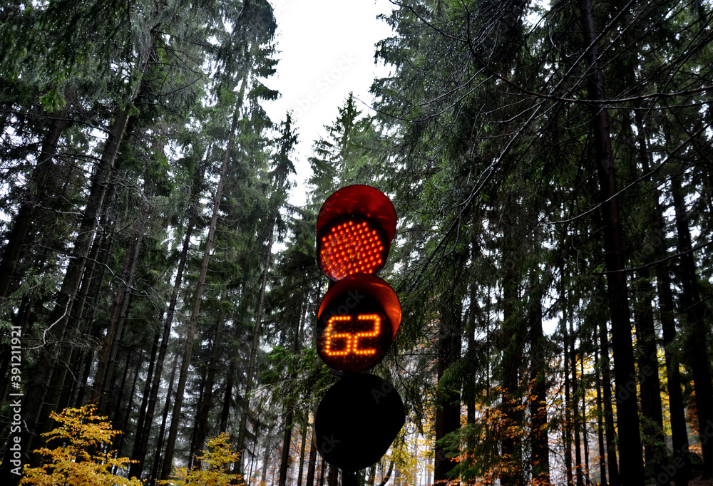 yellow leaves on some trees hold for a long time. work on a forest ...