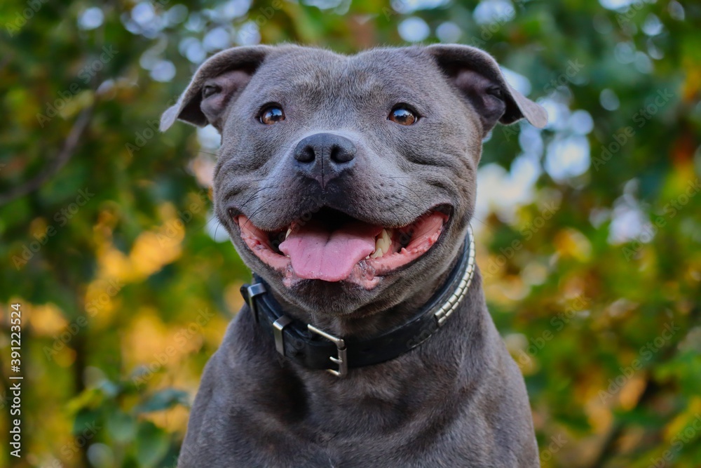 English Bull Terrier Blue