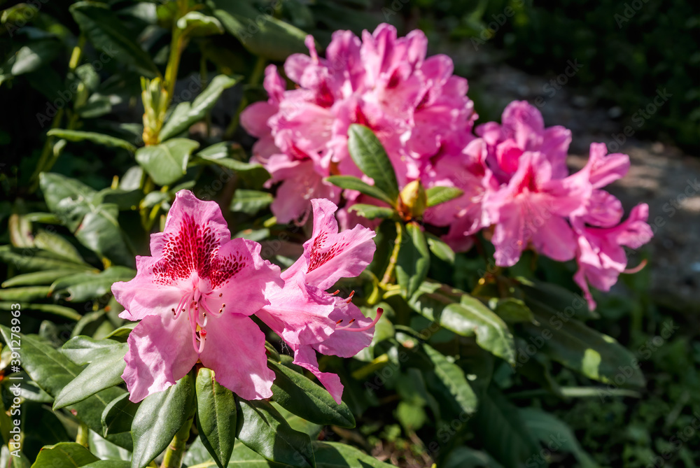Rhododendron 'Cosmopolitan' (Rhododendron caucasicum х R. ponticum var ...