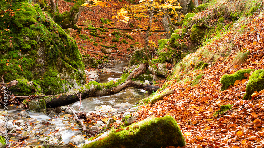 Photograph of the beech forest of Ciñera, Leon (Spain) known as Faedo ...
