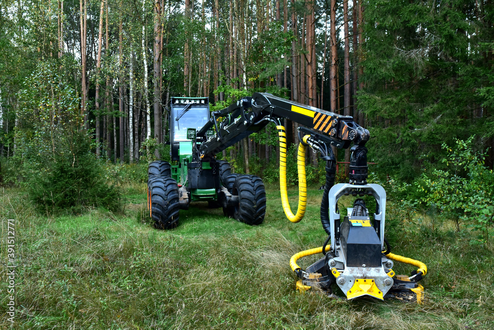 ภาพถ่าย Stock Pine forest harvesting machine at work during clearing of ...