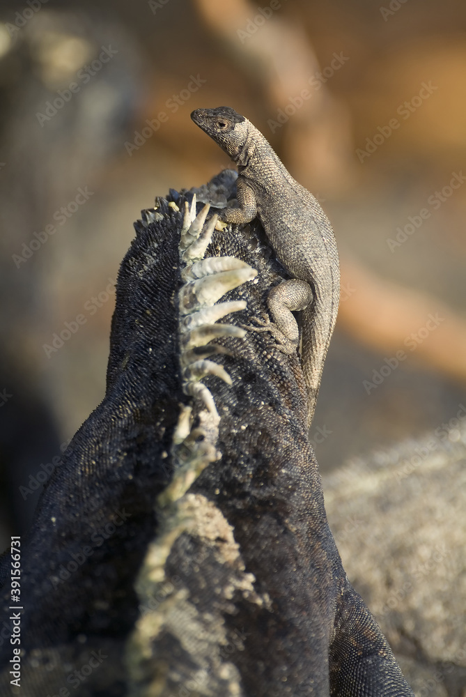 Galapagos Lava lizard sitting on the head of a Marine Iguana, Galapagos ...