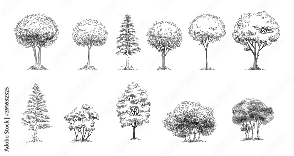 Tree Sketch : Set of hand drawn architect trees. Sketch Architectural ...