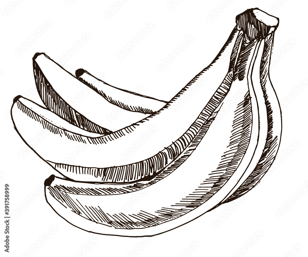 Banana ink drawing. Fruits. Grocery. Simple food illustration. Vector ...