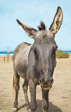 Wild Burro Face Free Stock Photo - Public Domain Pictures