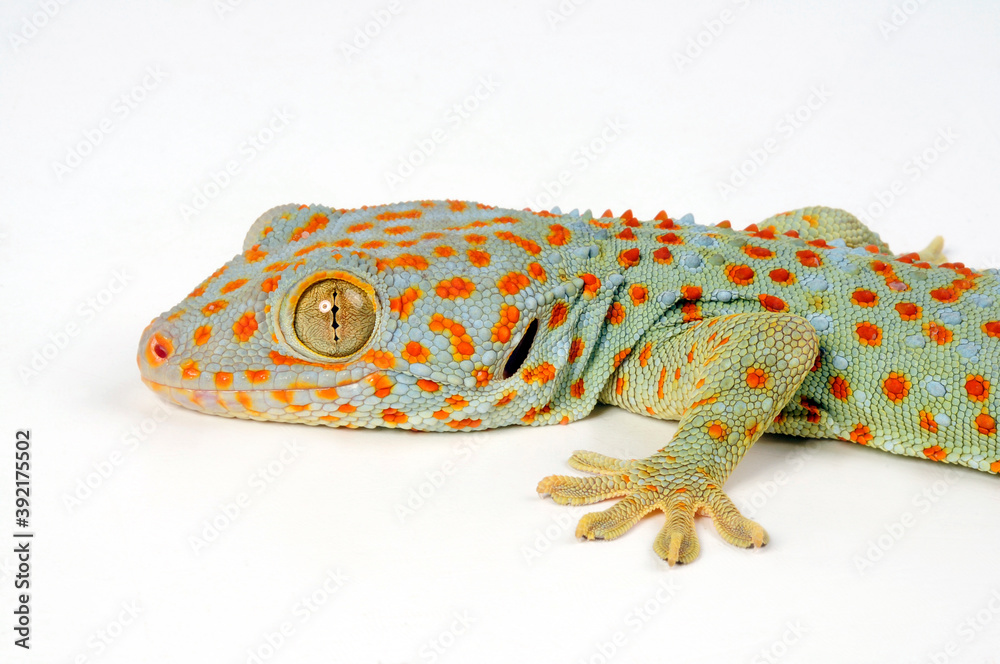 Tokay gecko / Tokeh, Tokee (Gekko gecko) Stock Photo | Adobe Stock