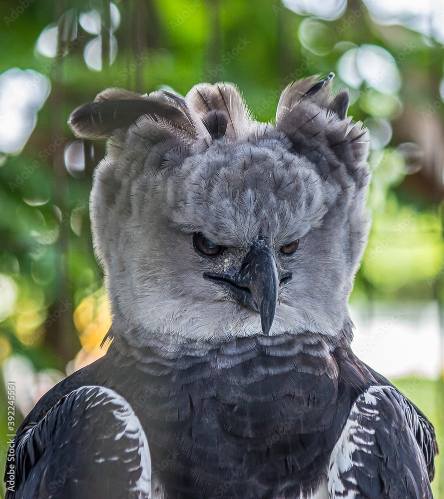 Stock-Foto „The harpy eagle (American harpy eagle, Harpia harpyja) is a ...